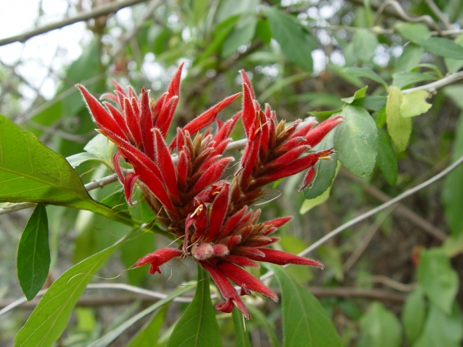 Las flores de Yucatán | Museo Fernando García Ponce-MACAY