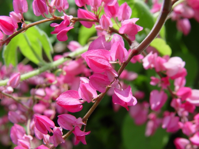Las flores de Yucatán | Museo Fernando García Ponce-MACAY
